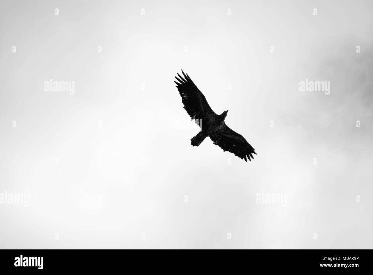 BW of Eagle flying Stock Photo - Alamy