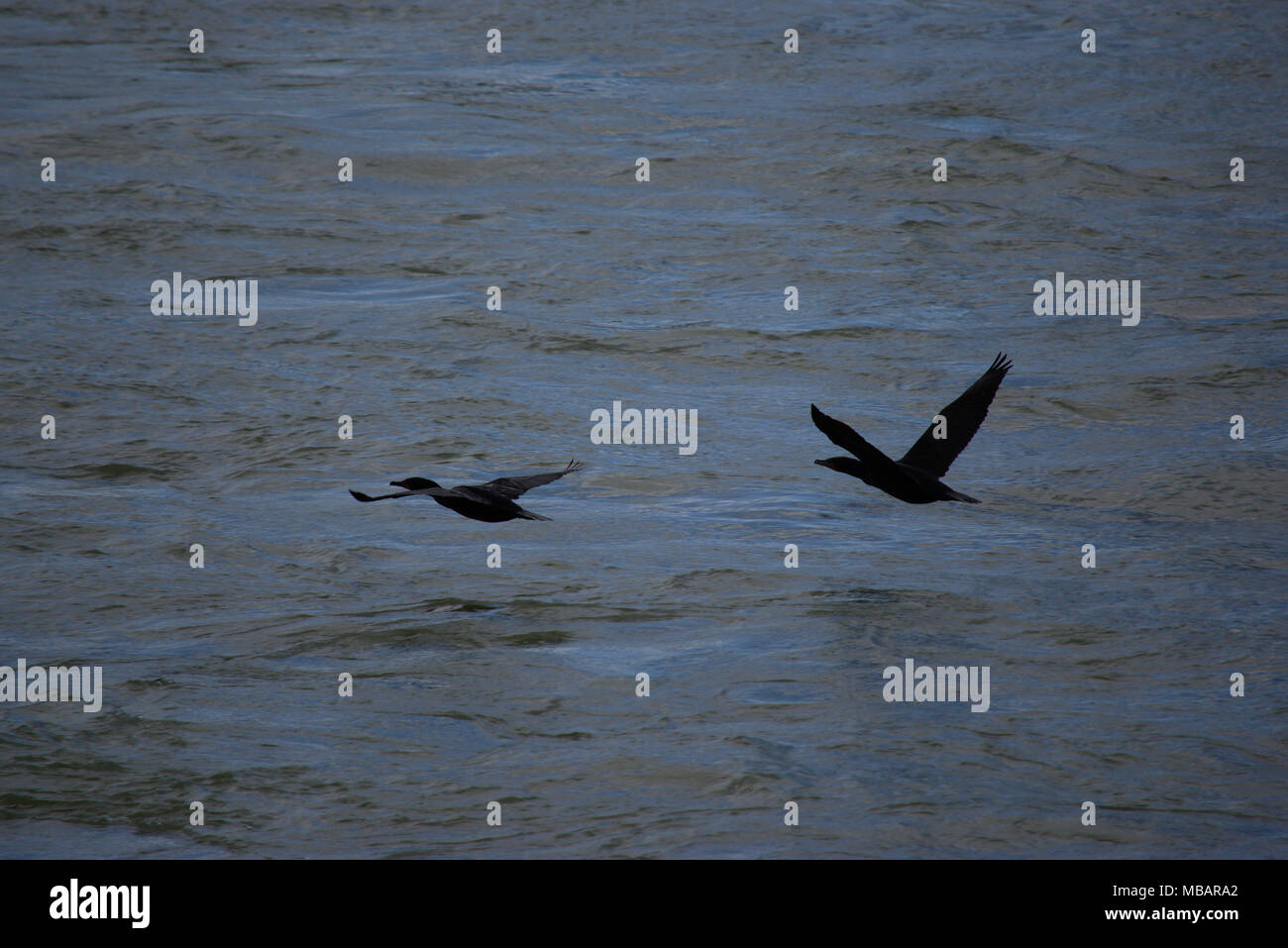 Tropical Two Wing Flying Fish High Resolution Stock Photography and ...