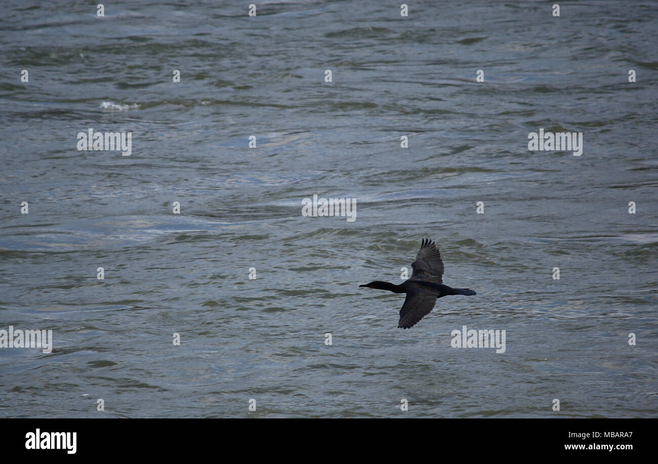 One cormorant flying low over water Stock Photo - Alamy