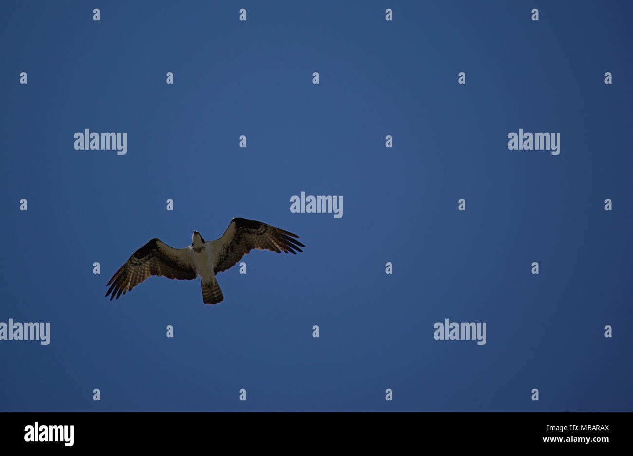 Osprey flying over head Stock Photo - Alamy