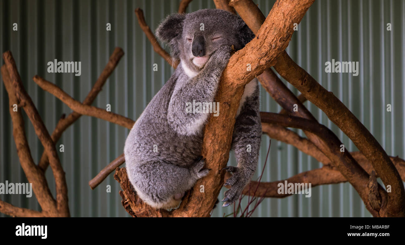 Koala sleeping in tree hi-res stock photography and images - Alamy