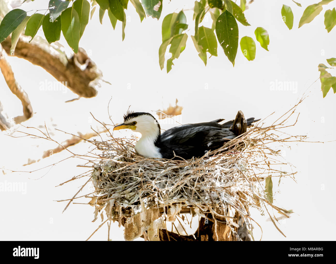 Nesting Bird, Sydney, NSW, Australia Stock Photo - Alamy