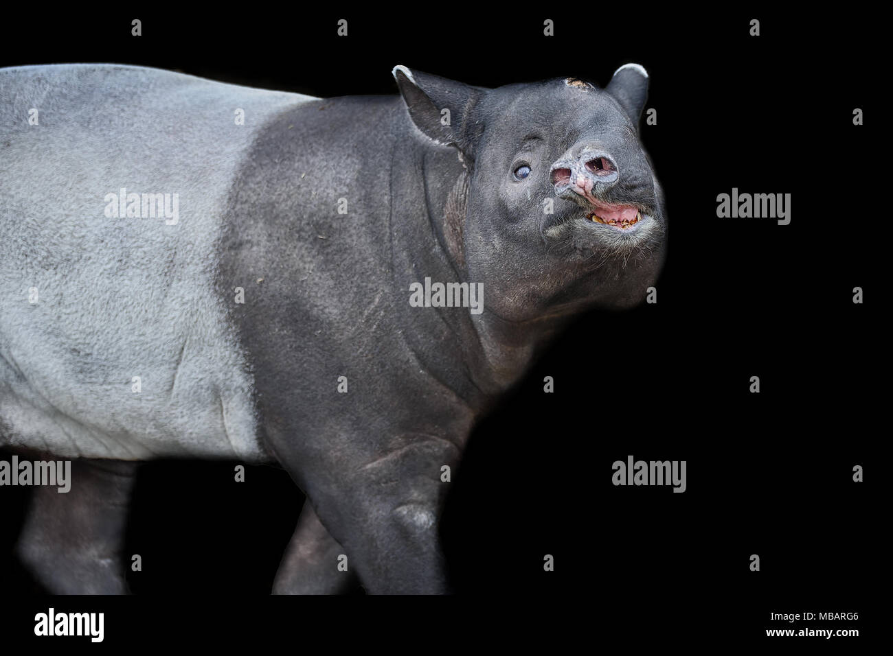 Malayan tapir isolated on black background. Asian tapir Stock Photo - Alamy