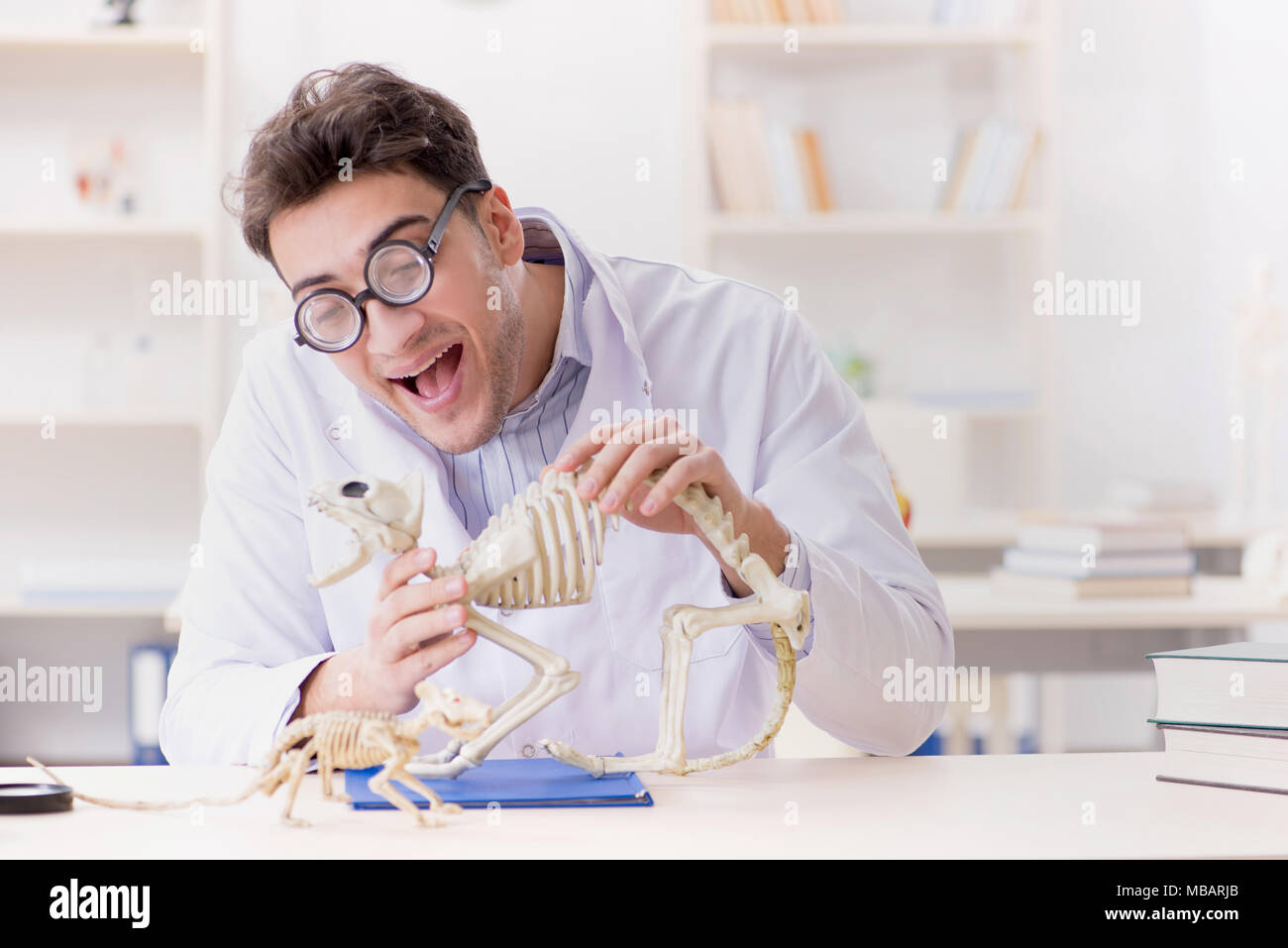 Funny crazy student doctor studying animal skeleton Stock Photo - Alamy
