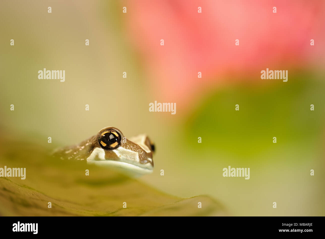 Amazon rainforest frog brazil hi-res stock photography and images - Alamy