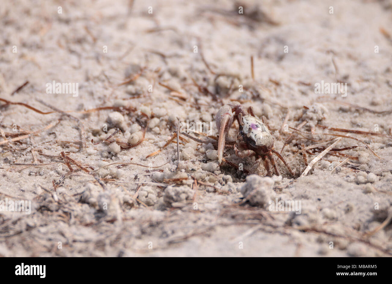 Marsh fiddler crab hi-res stock photography and images - Alamy