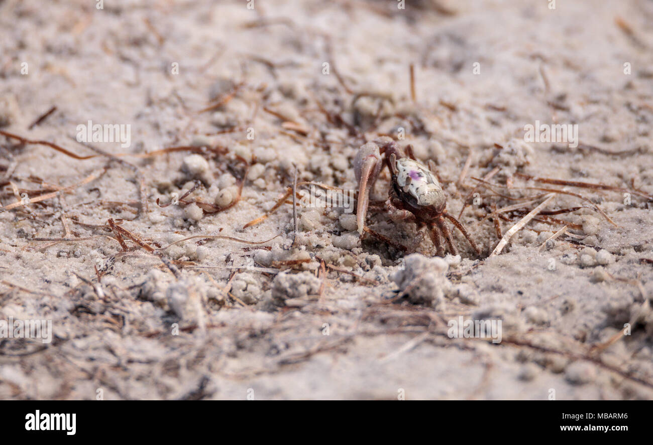 Fiddler crab Uca panacea comes out of its burrow in the marsh area ...