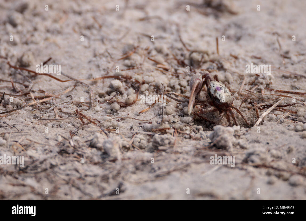 Fiddler crab florida beach hi-res stock photography and images - Alamy