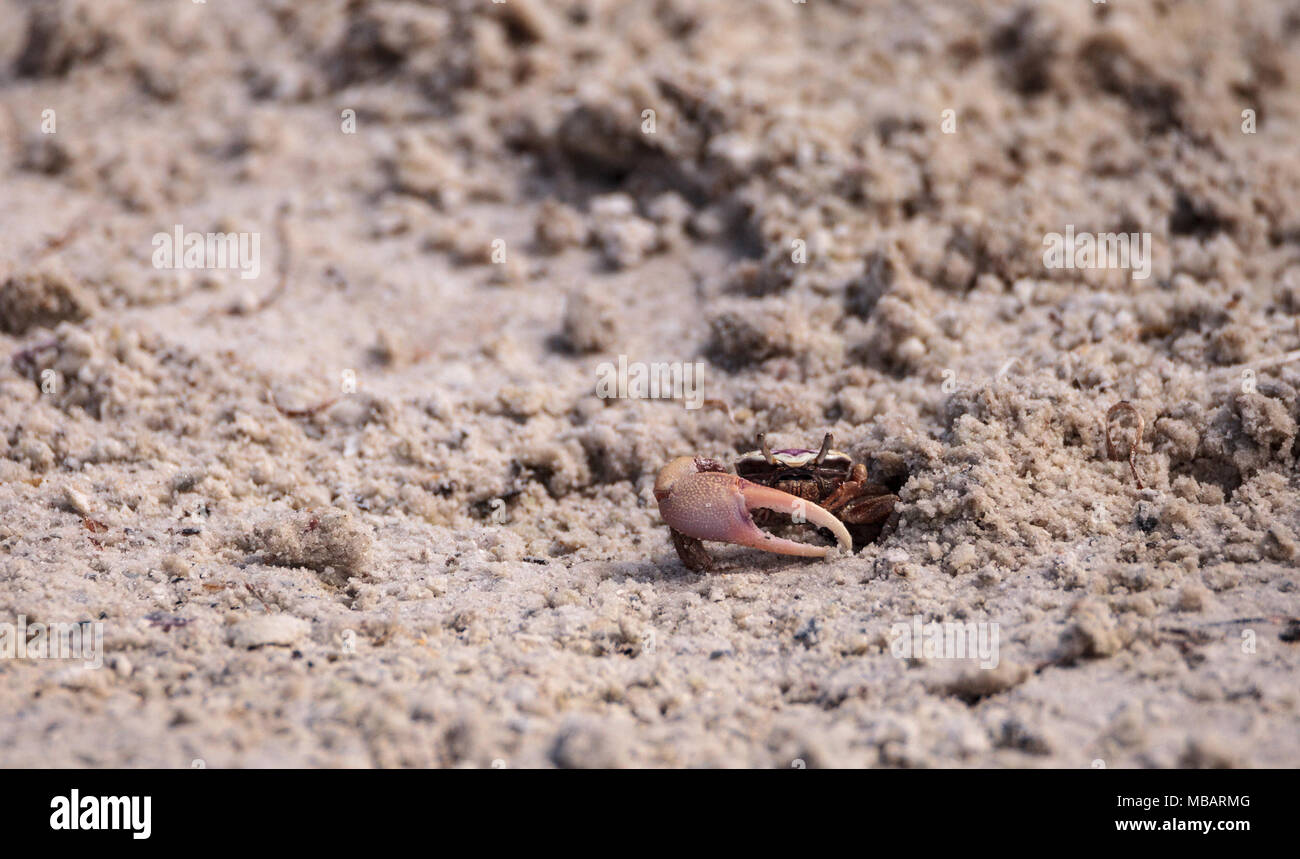 Marsh fiddler crab hi-res stock photography and images - Alamy