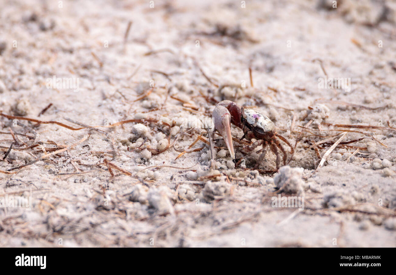 Fiddler crab Uca panacea comes out of its burrow in the marsh area ...