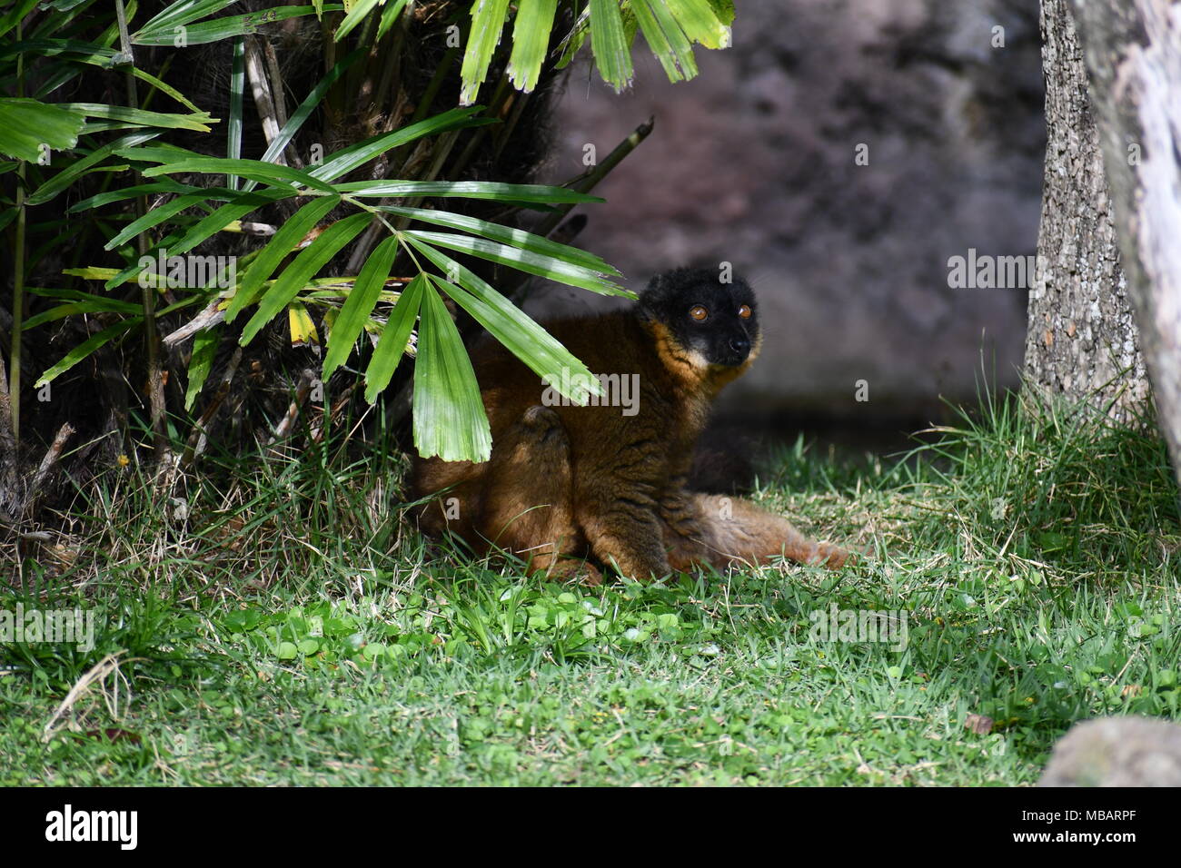 Disney world tree of life hi-res stock photography and images - Alamy