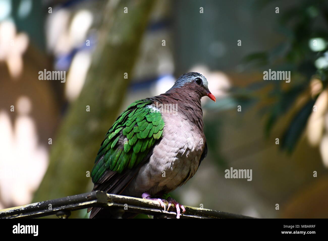 Disney animal kingdom birds hi-res stock photography and images - Alamy