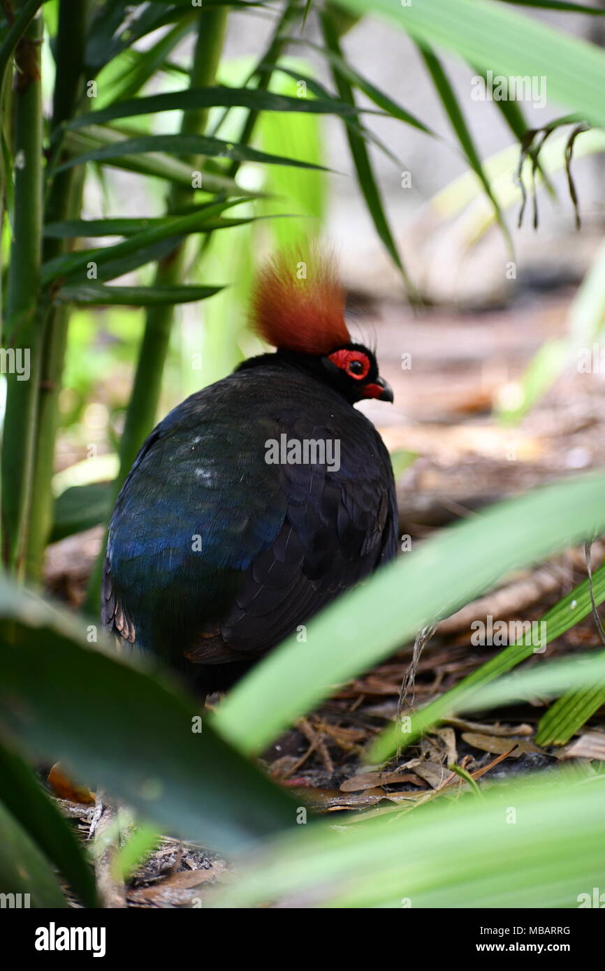 Disney animal kingdom birds hi-res stock photography and images - Alamy