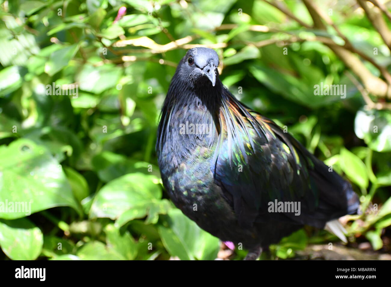 Disney animal kingdom birds hi-res stock photography and images - Alamy