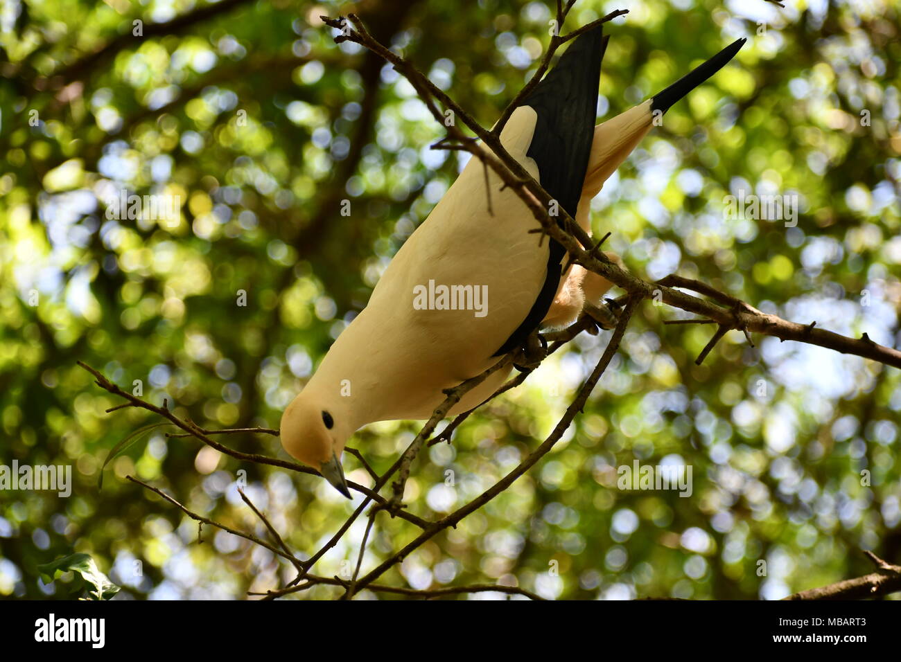 Disney animal kingdom birds hi-res stock photography and images - Alamy