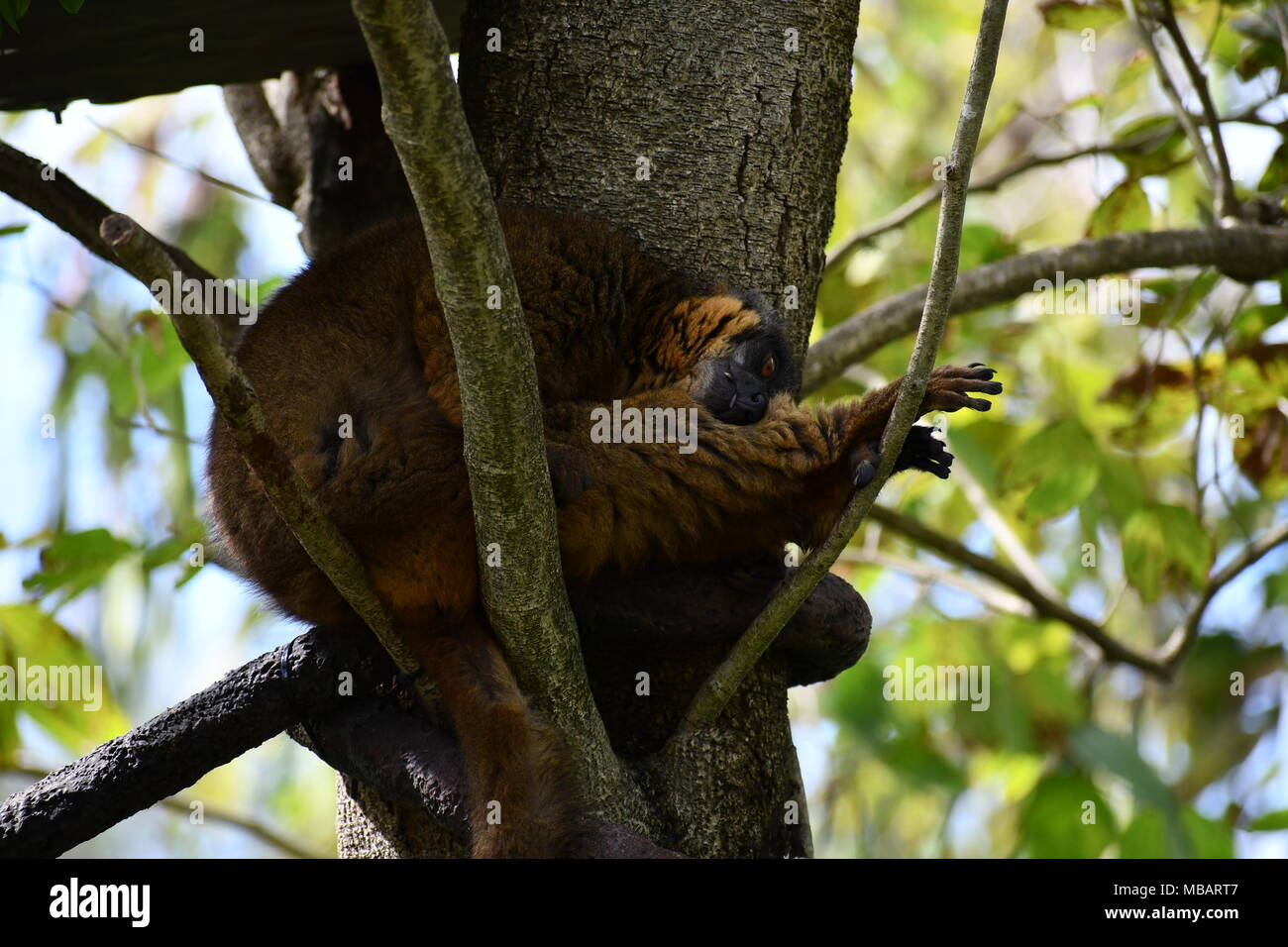 Tree of life disney hi-res stock photography and images - Alamy