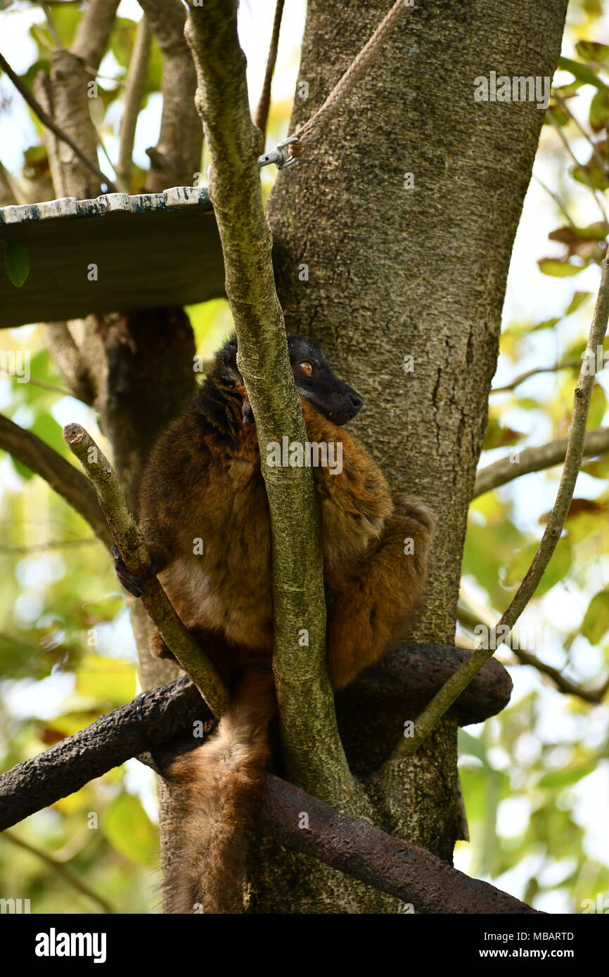 Tree of life disney hi-res stock photography and images - Alamy