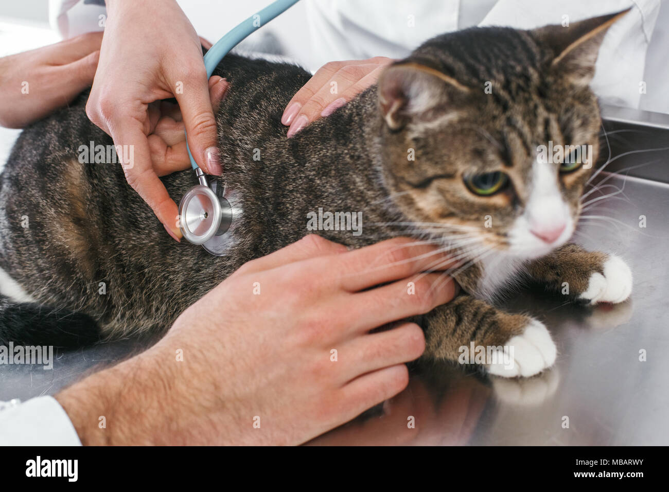 Using a stethoscope, listen to the breath of animal. Veterinary clinic ...
