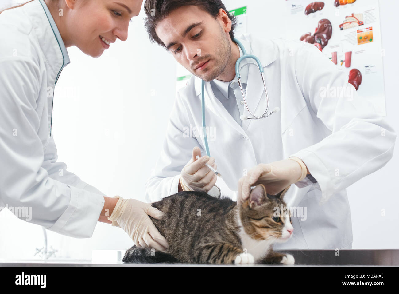 Doctors make injections to a cat. Veterinary clinic concept. Services ...