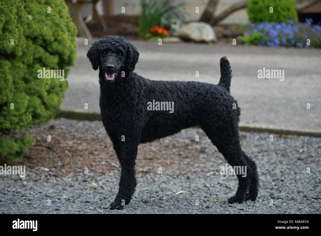 Dog life hi-res stock photography and images - Alamy