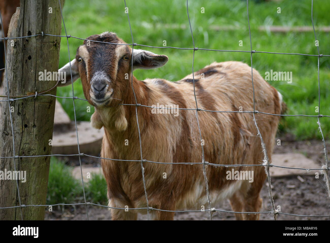 Spotted goats hi-res stock photography and images - Alamy