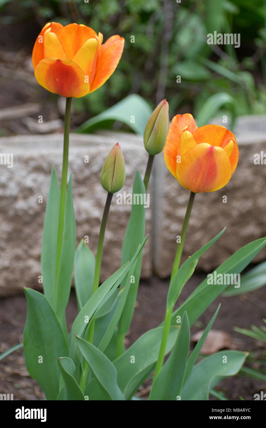 Tulip fire hi-res stock photography and images - Alamy