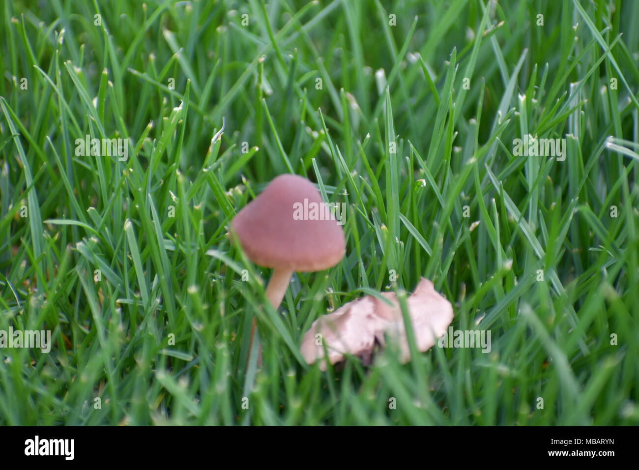 Small brown mushroom growing in the front lawn Stock Photo - Alamy
