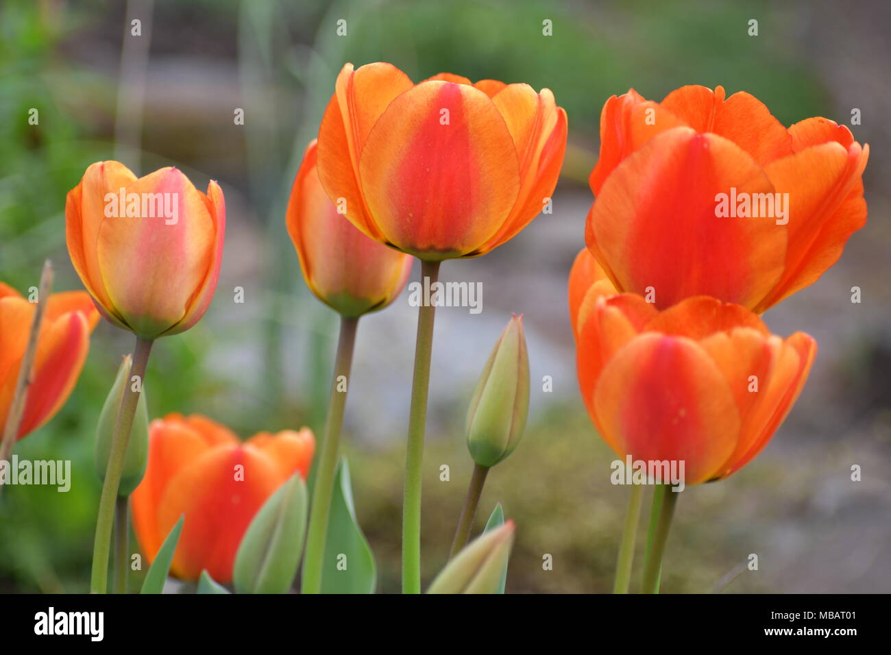 Tulip fire hi-res stock photography and images - Alamy