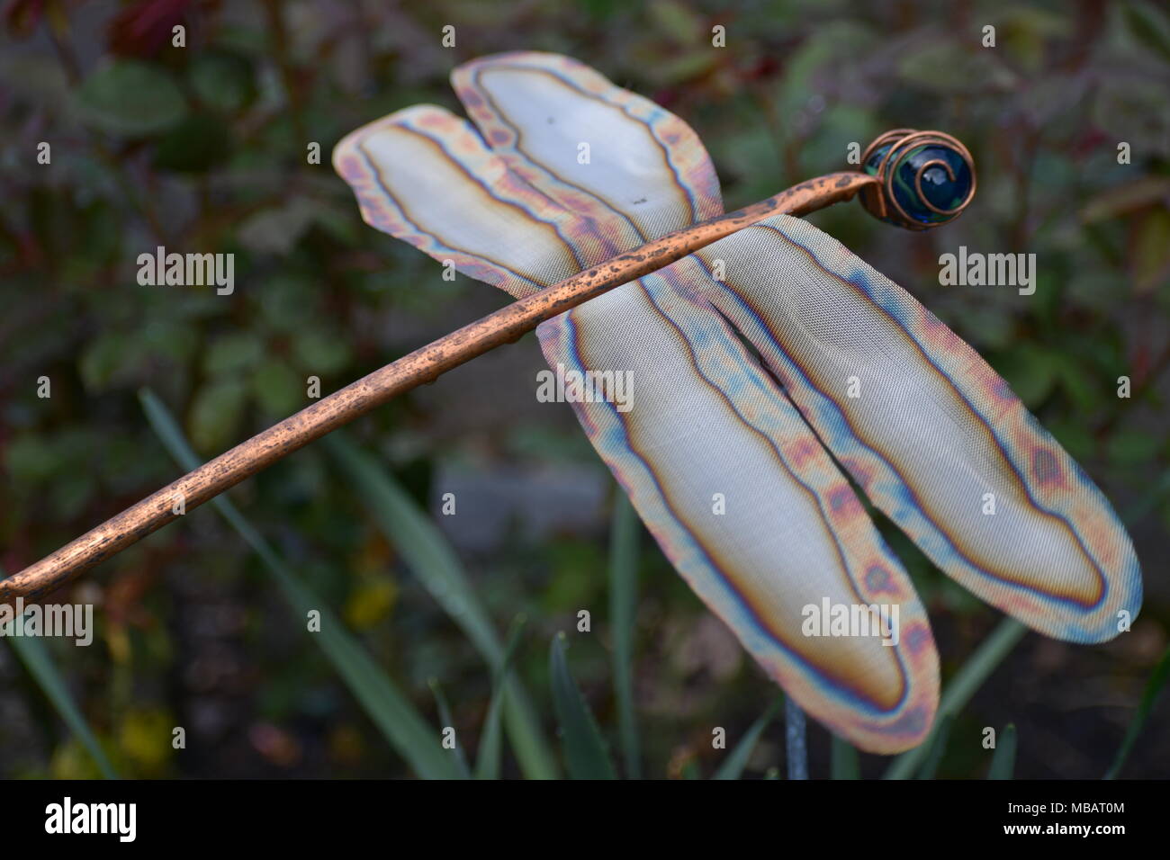 Lawn insects hi-res stock photography and images - Alamy