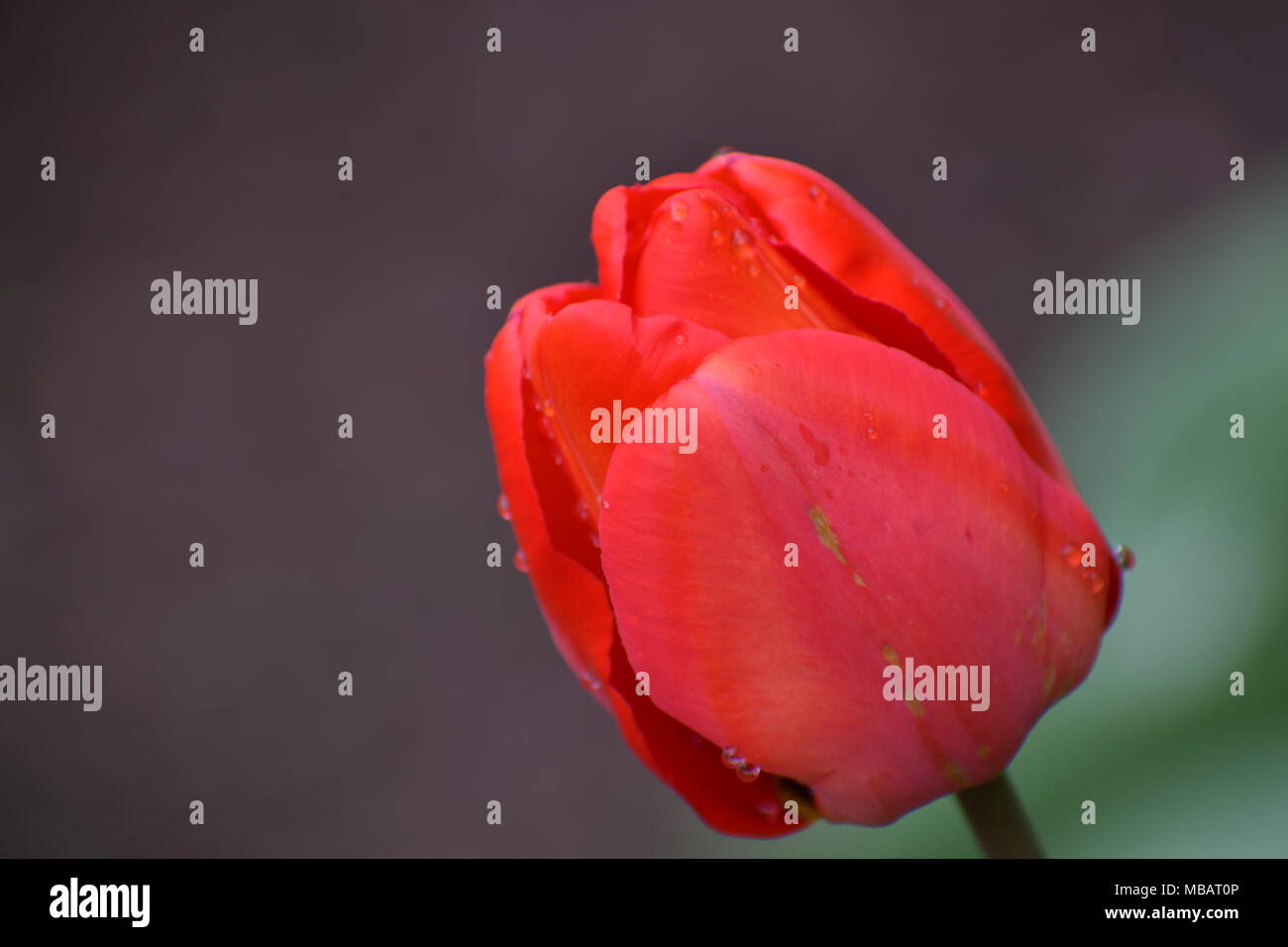 Tulip fire hi-res stock photography and images - Alamy