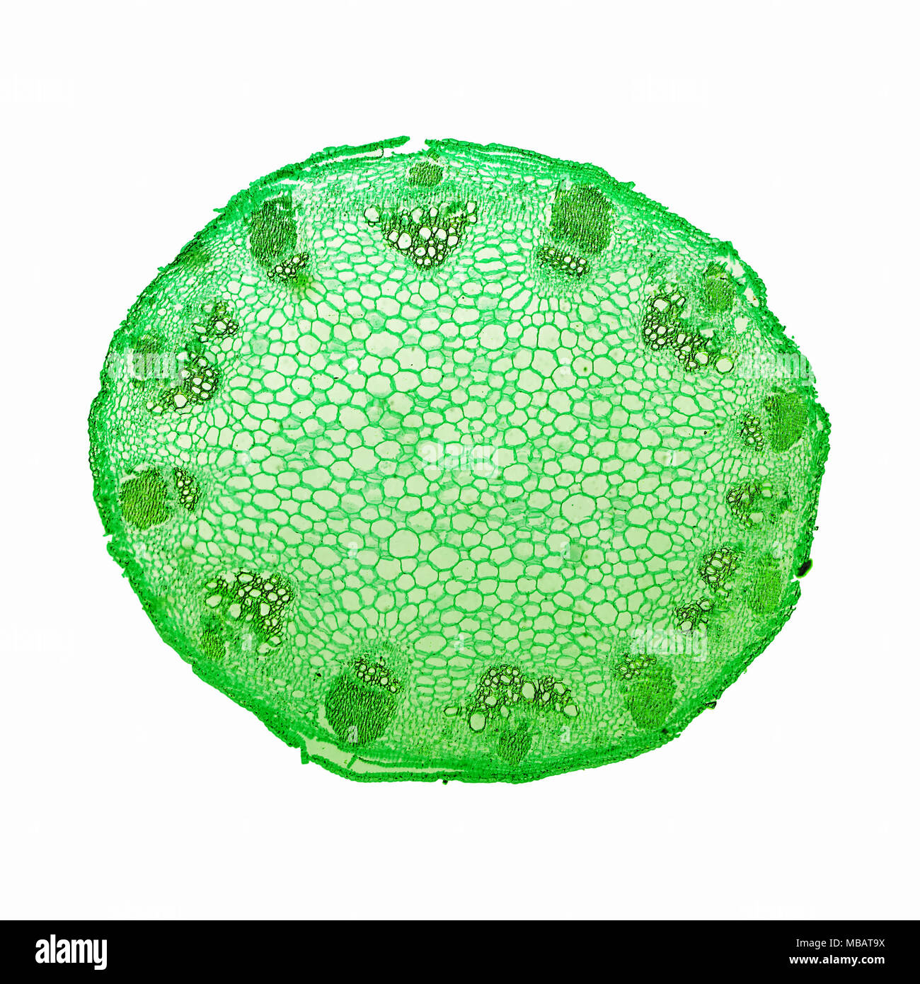 Light photomicrograph of Helianthus stem cross section seen through ...