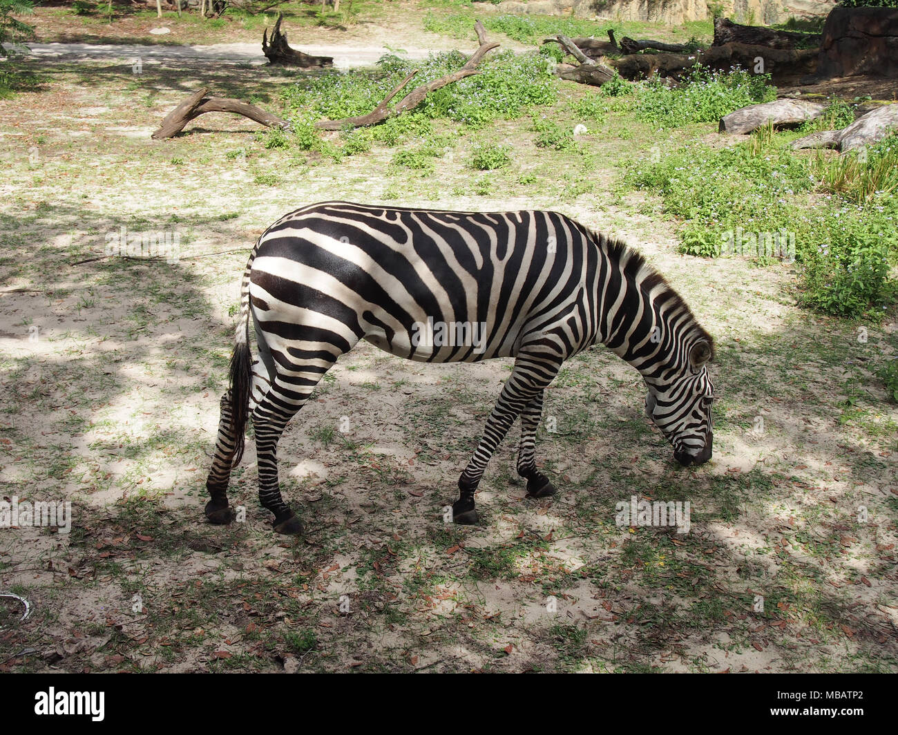 Walt Disney World Animal Kingdom Zebra, Orlando, Florida 2017 ...