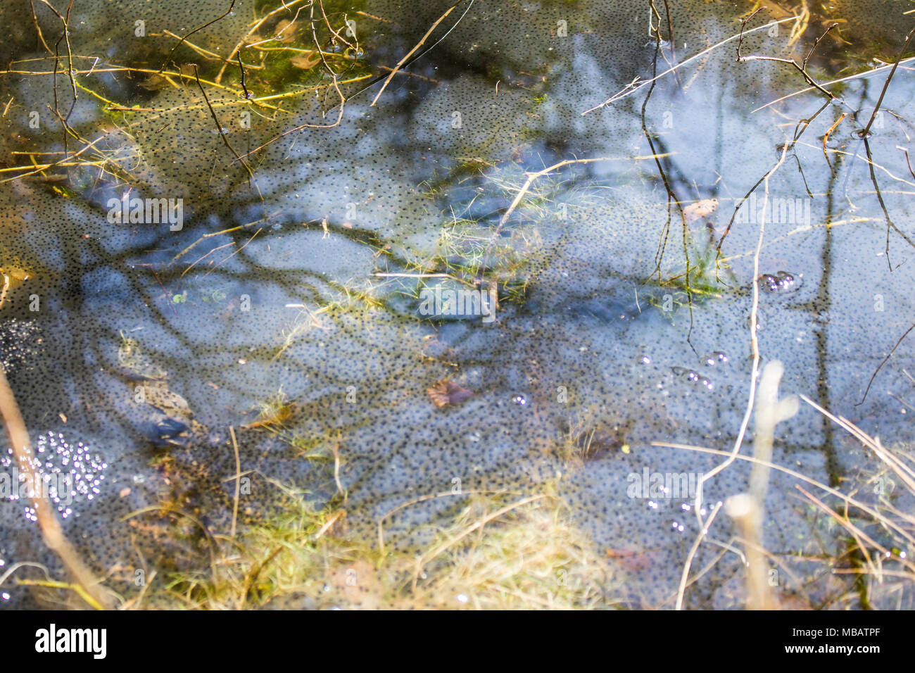 Lifecycle frog hi-res stock photography and images - Alamy