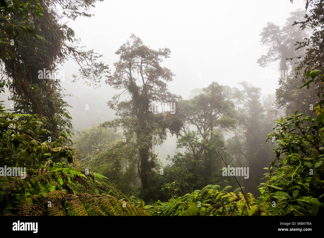 Andean cloud forest hi-res stock photography and images - Alamy