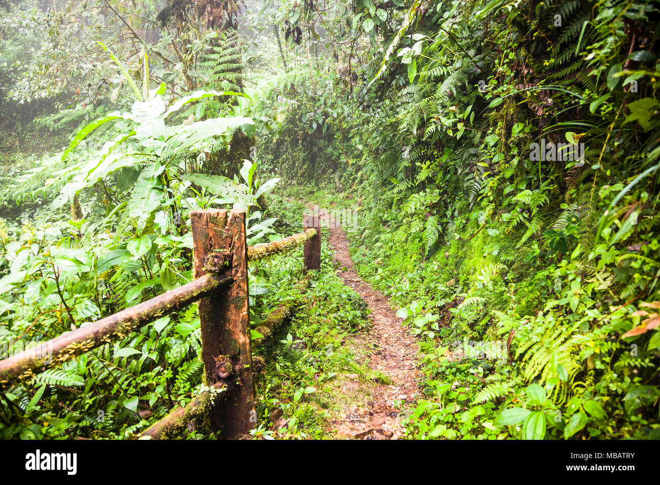 Trail through cloud forest in the Andean jungle Stock Photo - Alamy