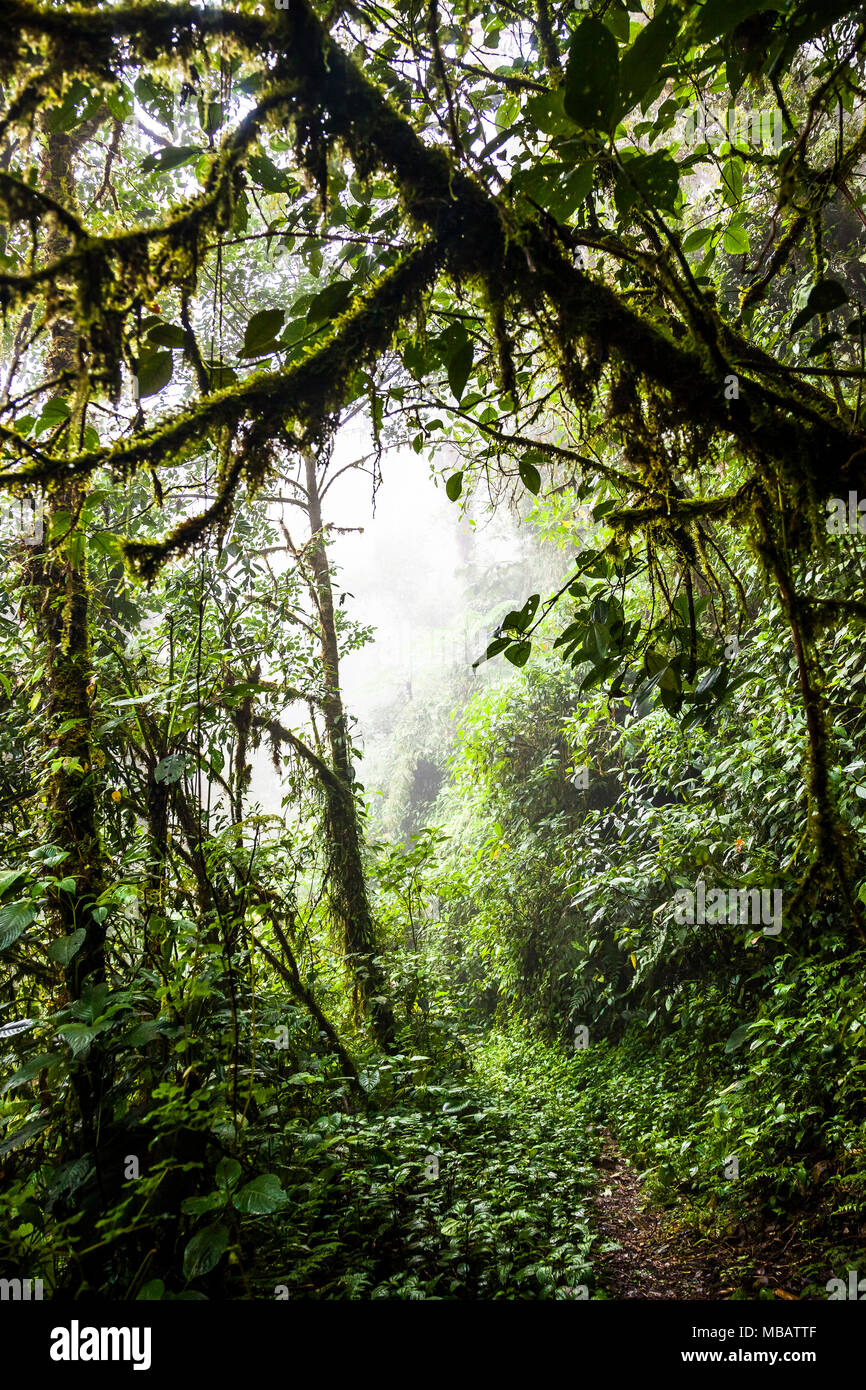 Trail through cloud forest in the Andean jungle Stock Photo - Alamy