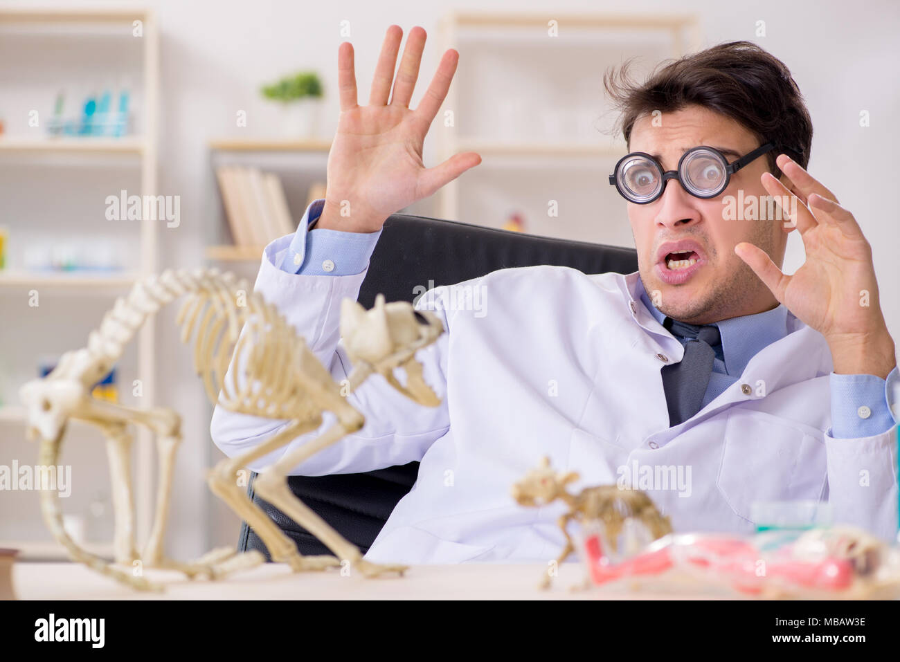 Funny scientist with cat skeleton in lab clinic Stock Photo - Alamy