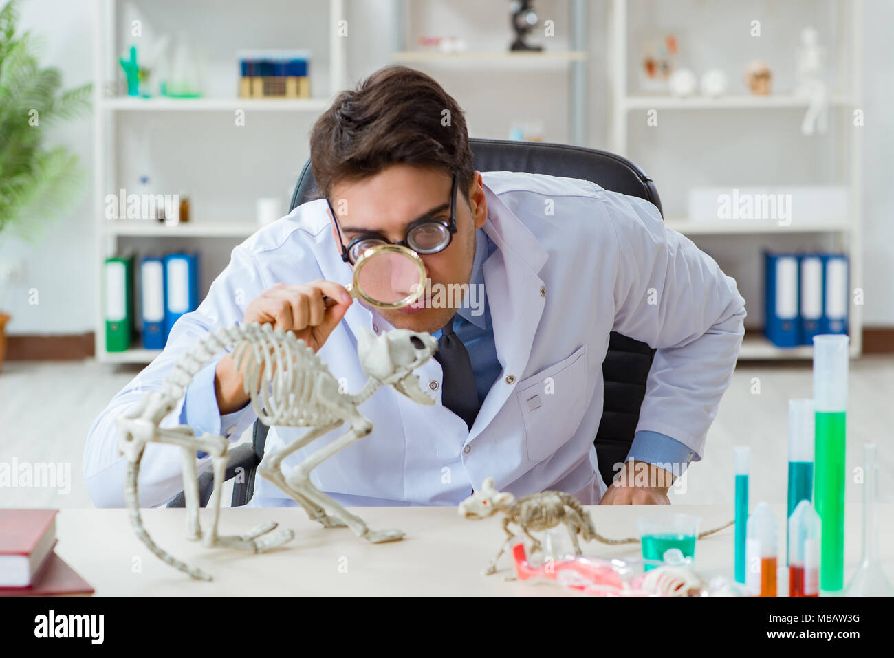 Funny scientist with cat skeleton in lab clinic Stock Photo - Alamy