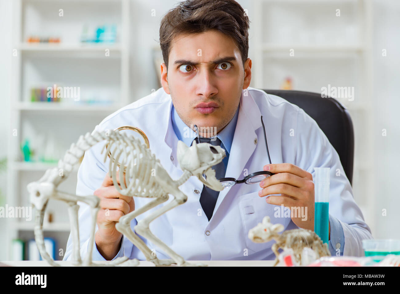 Funny scientist with cat skeleton in lab clinic Stock Photo - Alamy