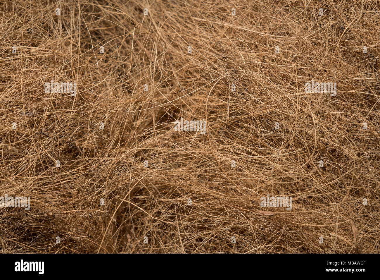 Background texture of coconut husk fibers Stock Photo - Alamy