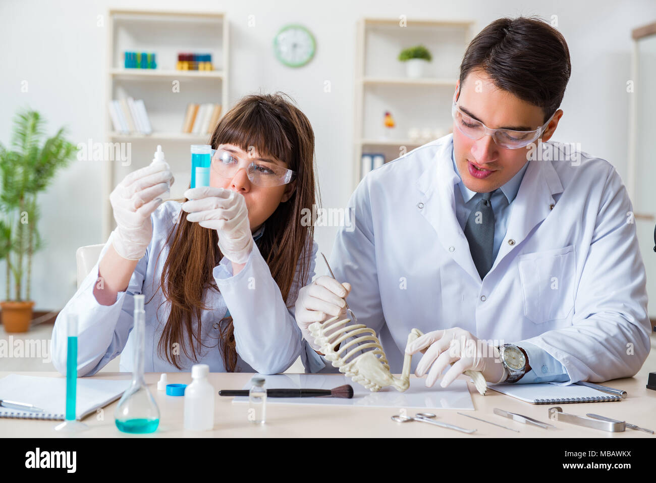 Paleontologists looking at bones of extinct animals Stock Photo - Alamy