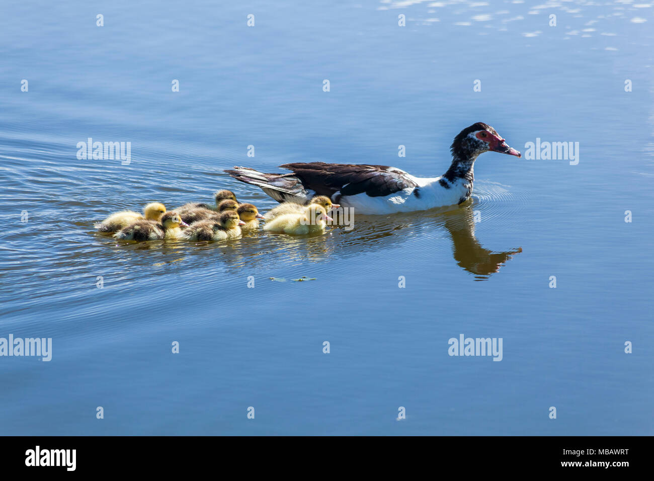 Mama duck and her ducklings, in water Stock Photo - Alamy