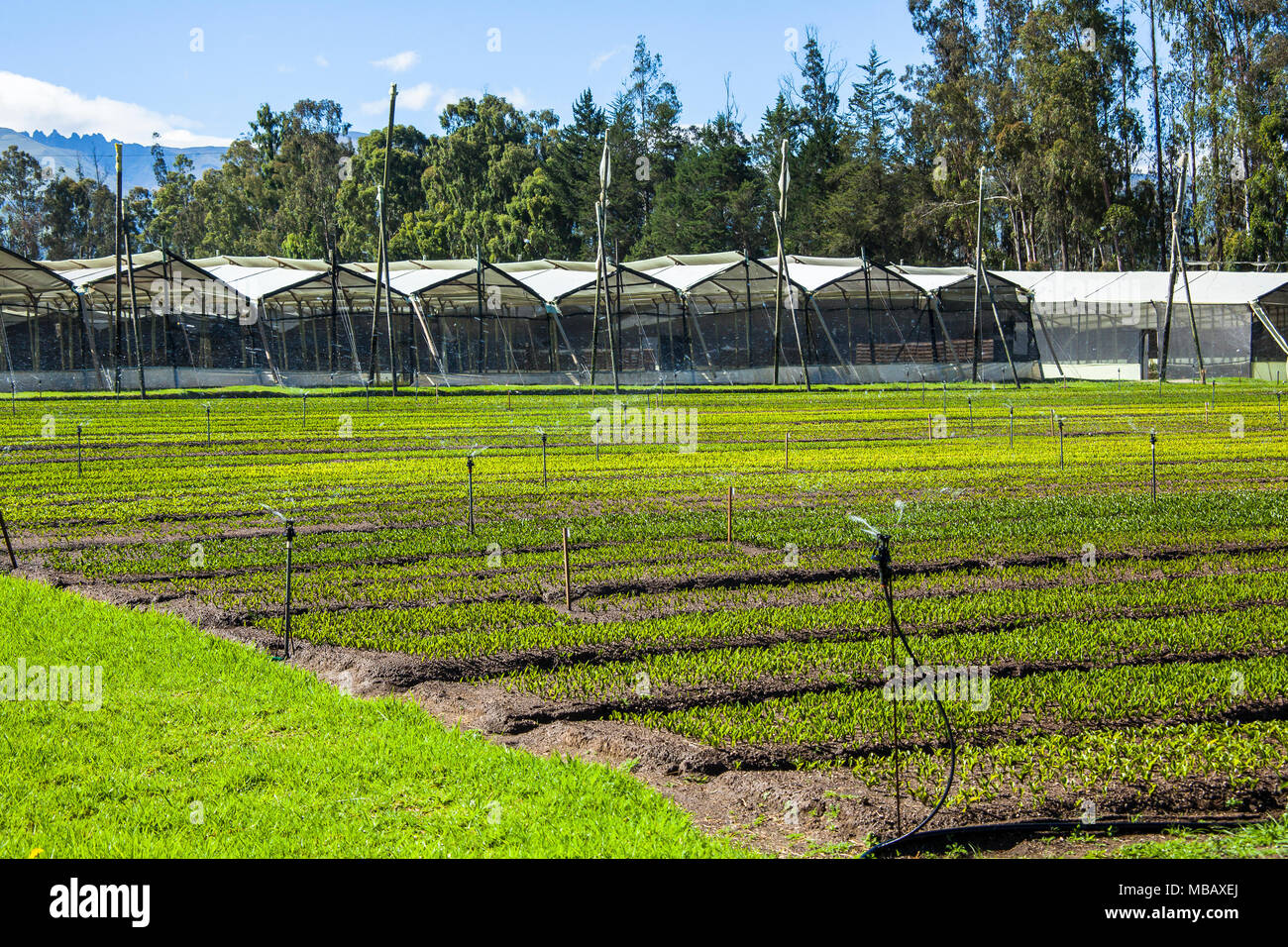 calla lily plantation in Guayllabamba's farm Stock Photo - Alamy