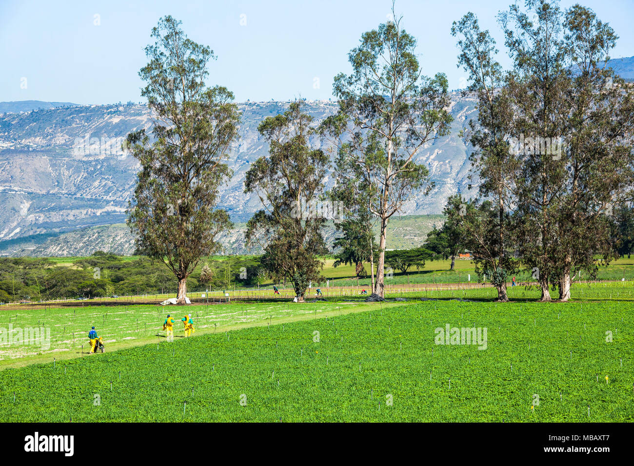calla lily plantation in Guayllabamba's farm Stock Photo - Alamy