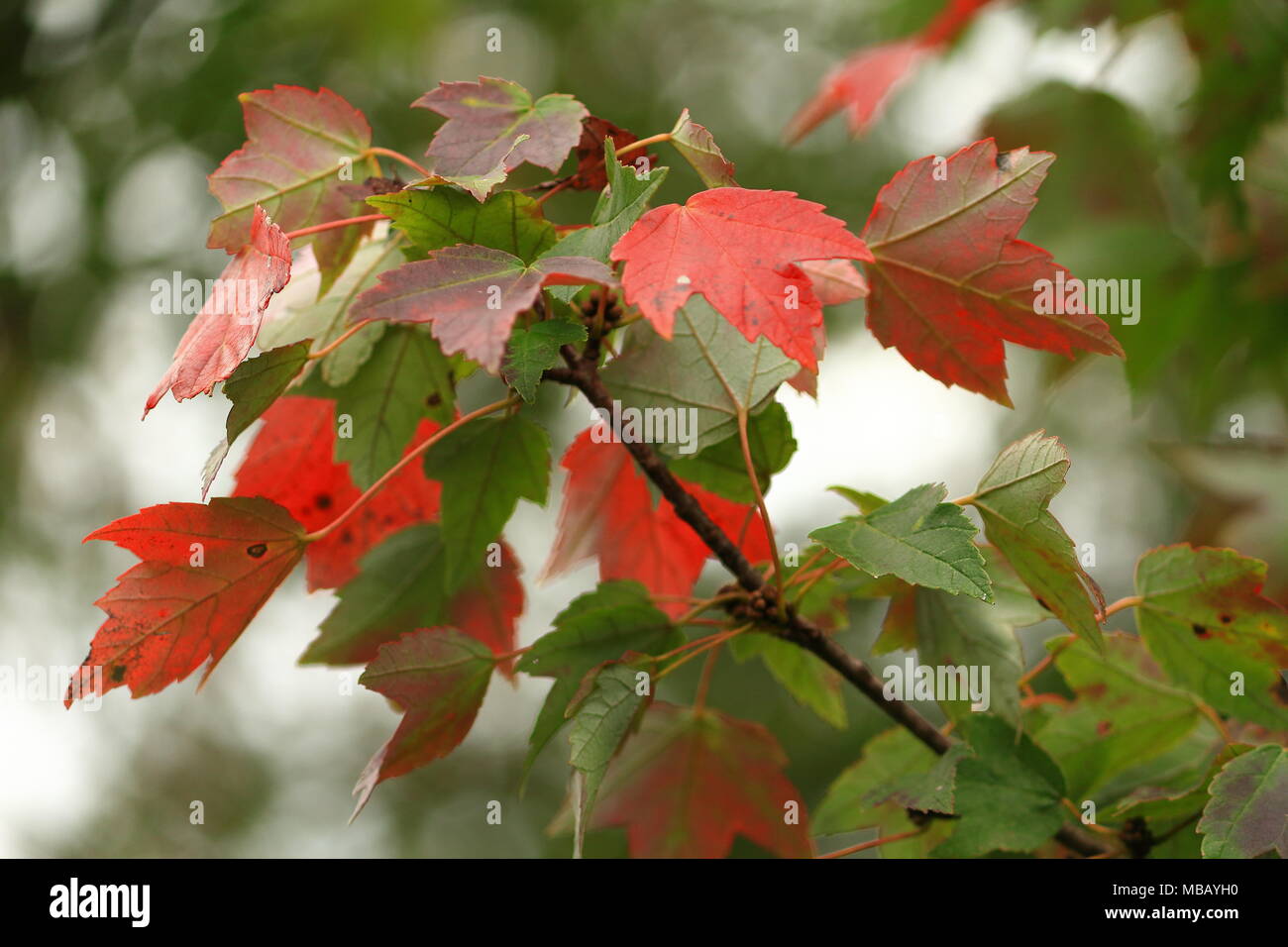 Senescence hi-res stock photography and images - Alamy