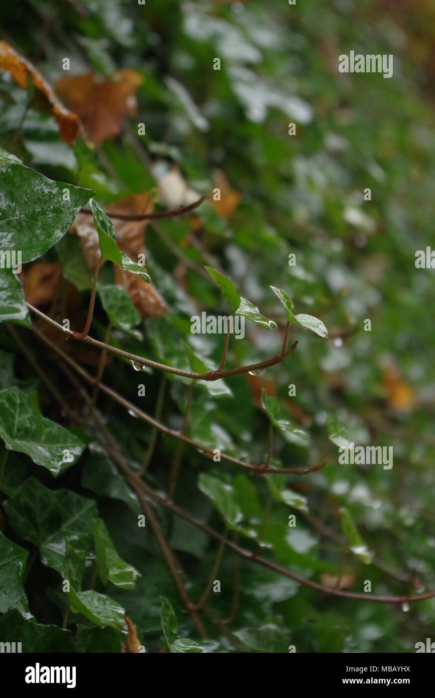 Rain falling from Ivy vines Stock Photo - Alamy