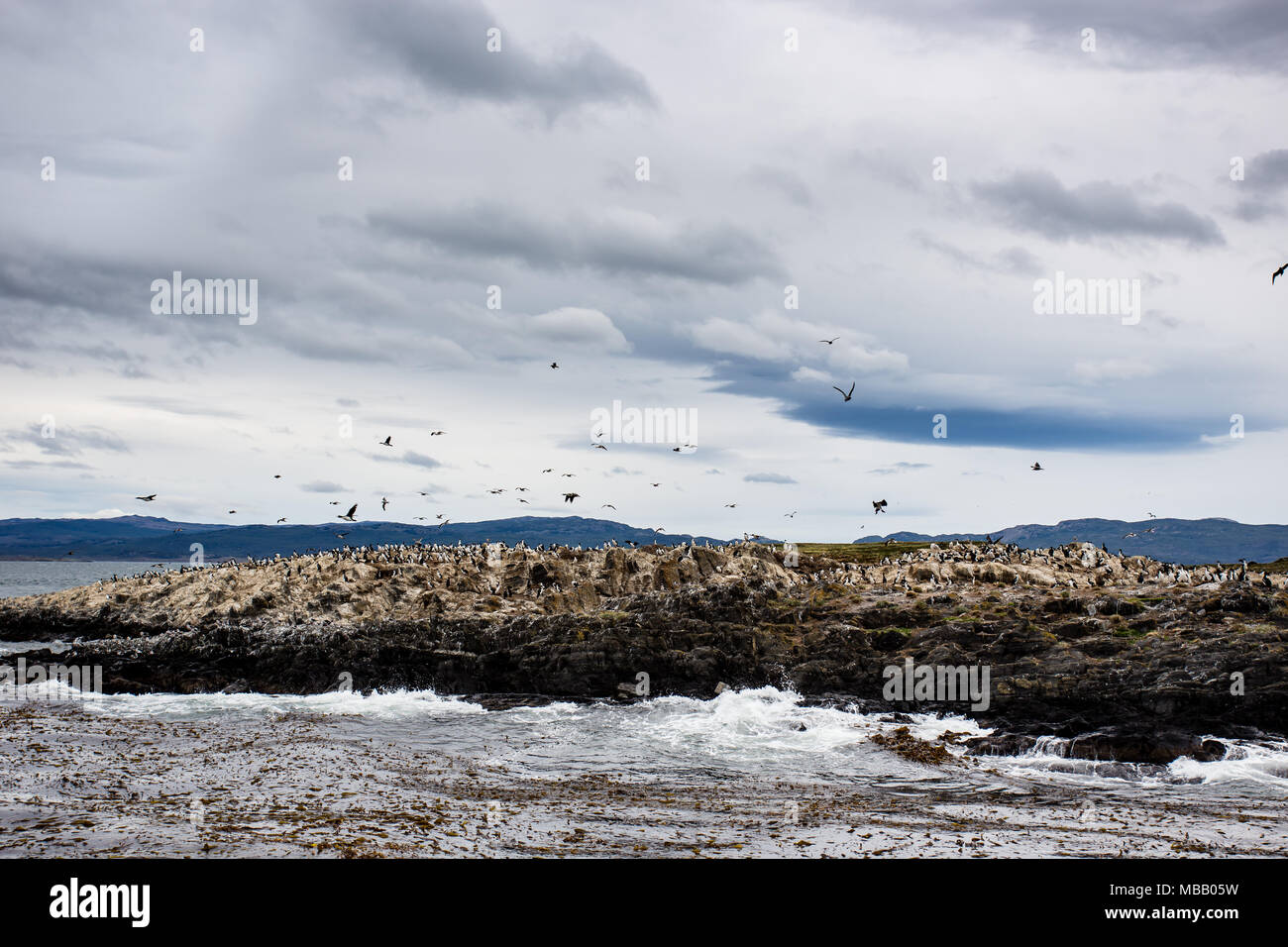 Cormorant colony on an island at Ushuaia in the Beagle Channel Beagle ...