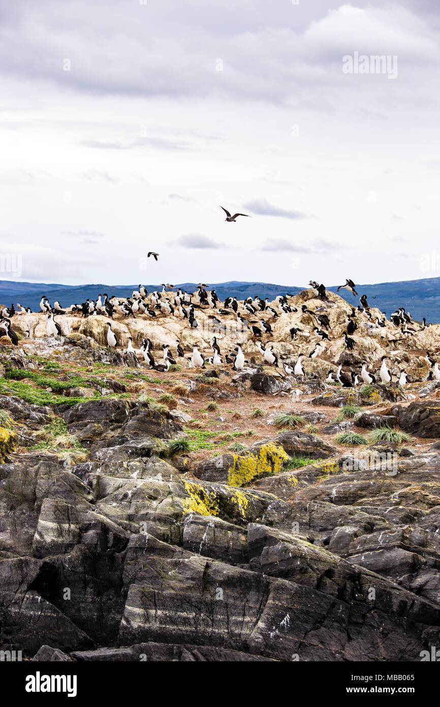 Cormorant colony on an island at Ushuaia in the Beagle Channel Beagle ...