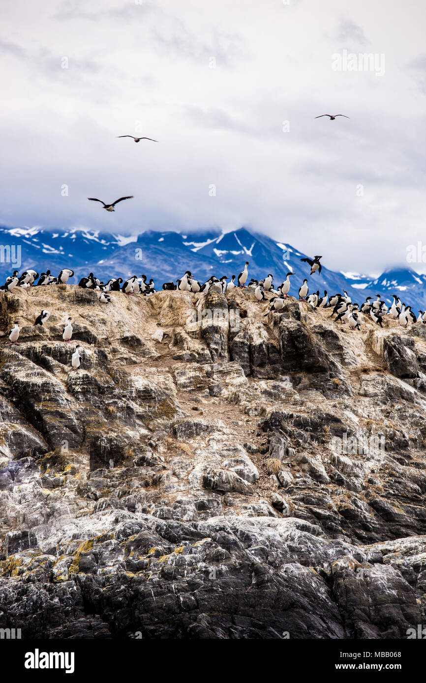 Cormorant colony on an island at Ushuaia in the Beagle Channel Beagle ...