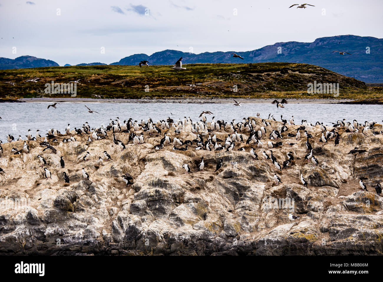 Cormorant colony on an island at Ushuaia in the Beagle Channel Beagle ...